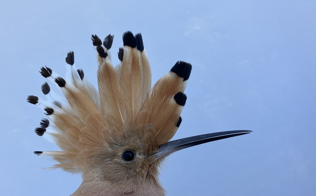 Hoopoes (Upupidae) - Avian Discovery