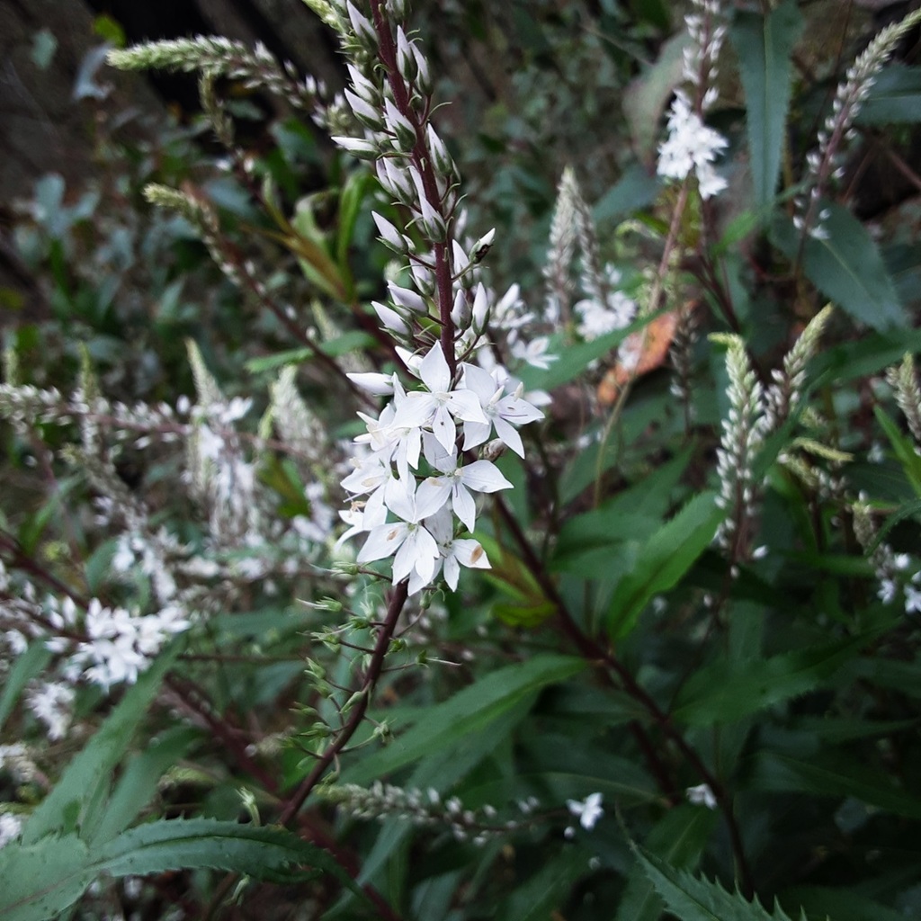 derwent speedwell from Mount Werong NSW 2787, Australia on November 24 ...