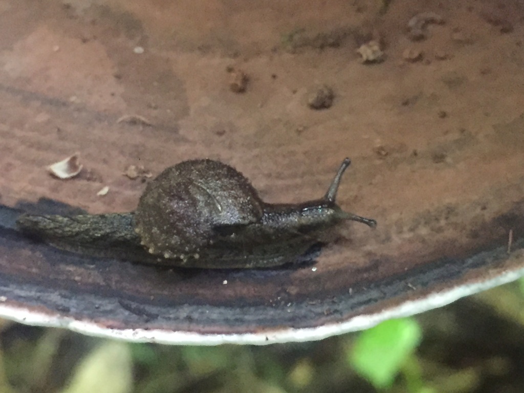 Tailwagger Snails from Antsiranana II, Madagascar on March 8, 2023 at ...