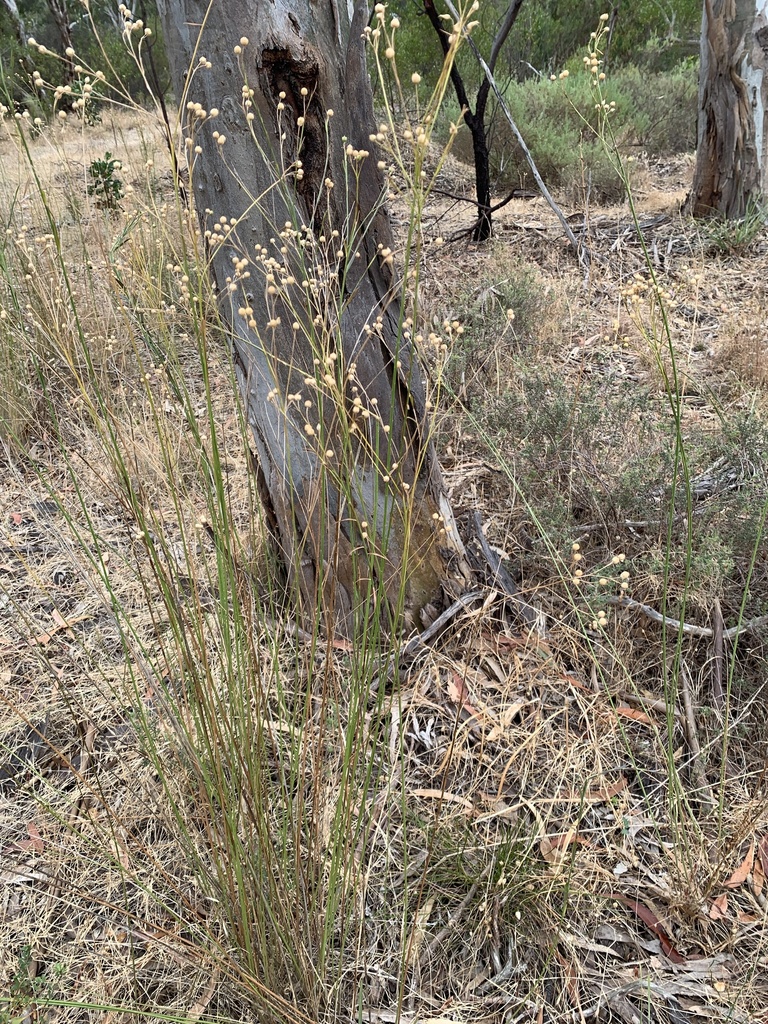 Australian Flax from Wadmore Park, Athelstone, SA, AU on November 26 ...