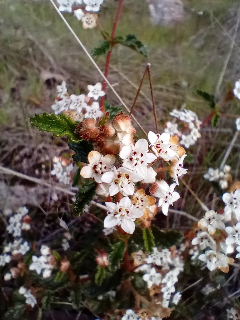 (Commersonia parviflora) - Botanical Realm