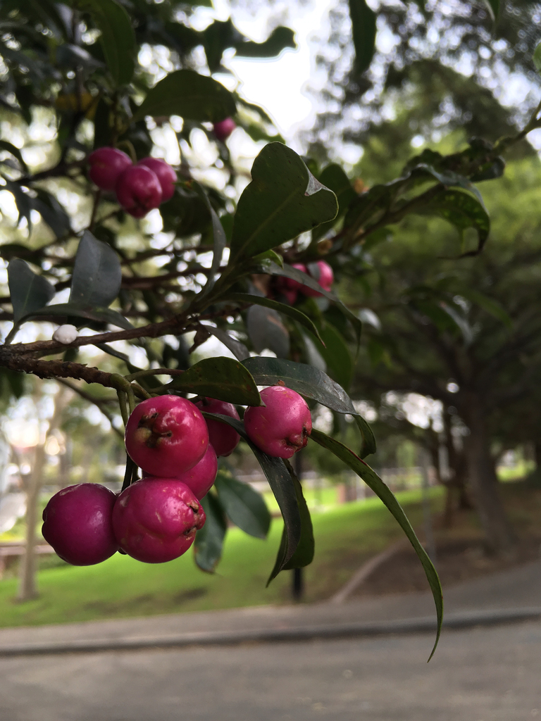 Lilly Pilly in March 2019 by Marie-B · iNaturalist