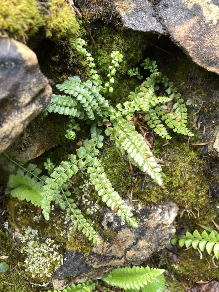 green spleenwort from Columbia-Shuswap, BC, Canada on June 16, 2023 at ...