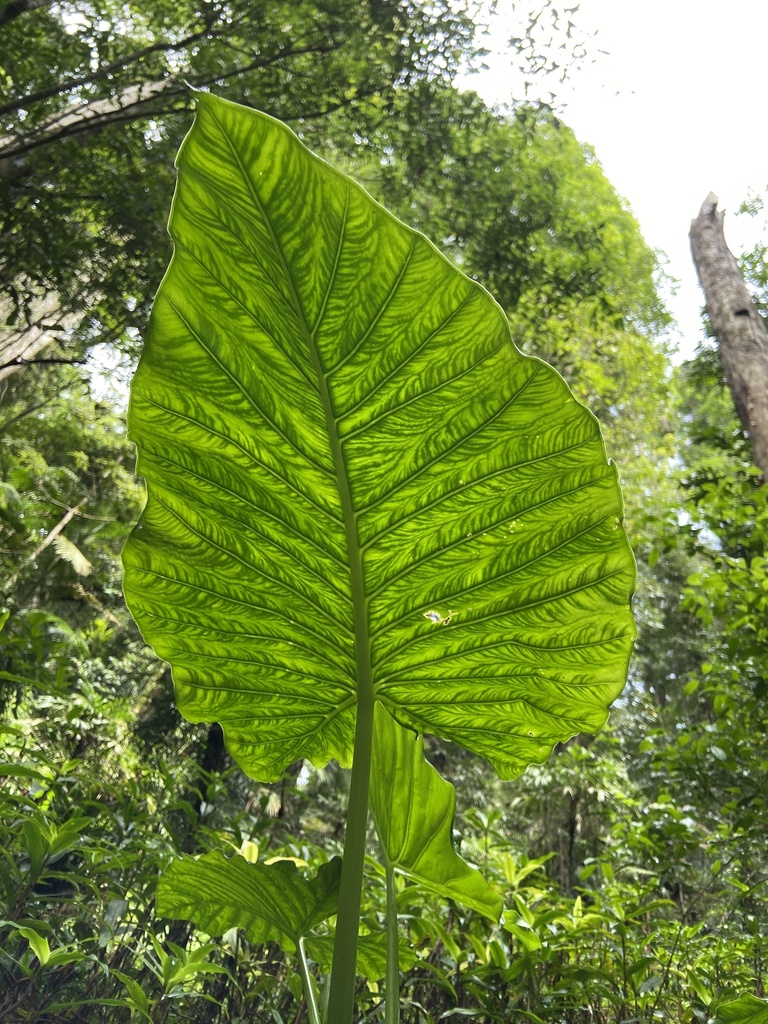 giant taro from Dorrigo National Park, Dorrigo Mountain, NSW, AU on ...