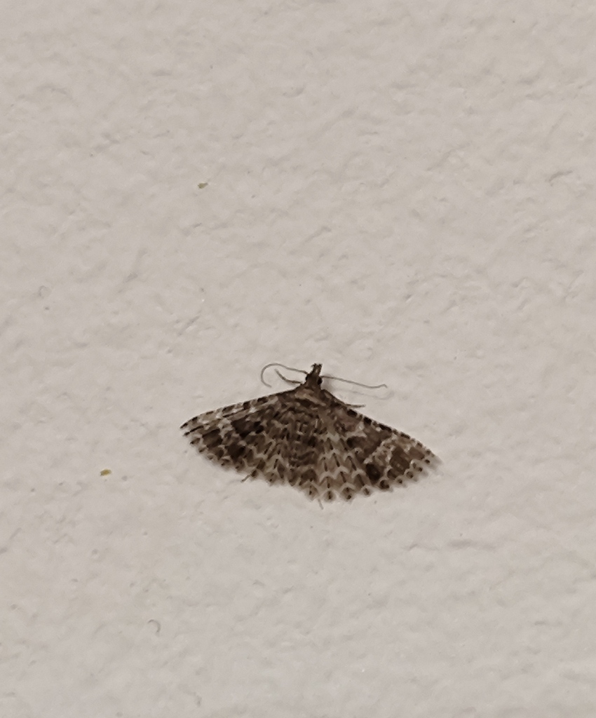 Montana Six-plume Moth from 3130 Pombalinho, Portugal on November 25 ...