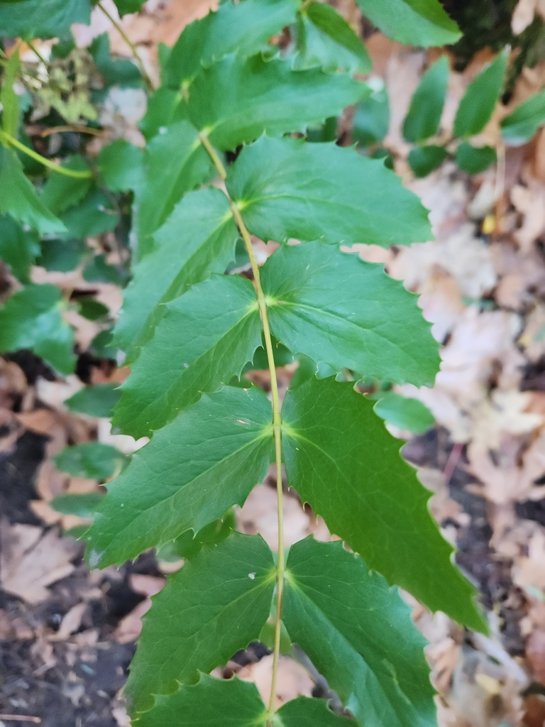 Cascade Oregon-grape from Victoria, BC V8P 5C4, Canada on November 23 ...