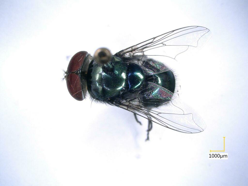 Chrysomya from Holiday, FL on November 22, 2023 at 06:45 PM by Haley ...