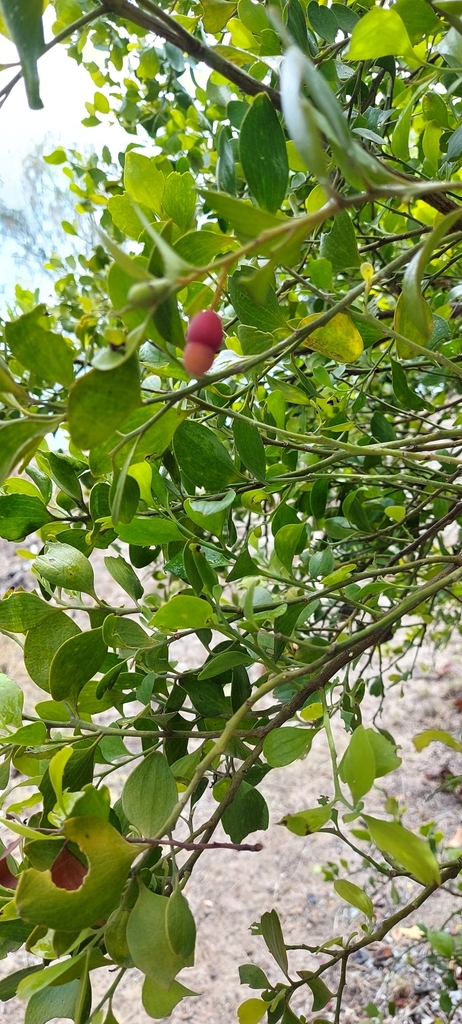 Broad Leaved Native Cherry from Dingo Beach QLD 4800, Australia on ...