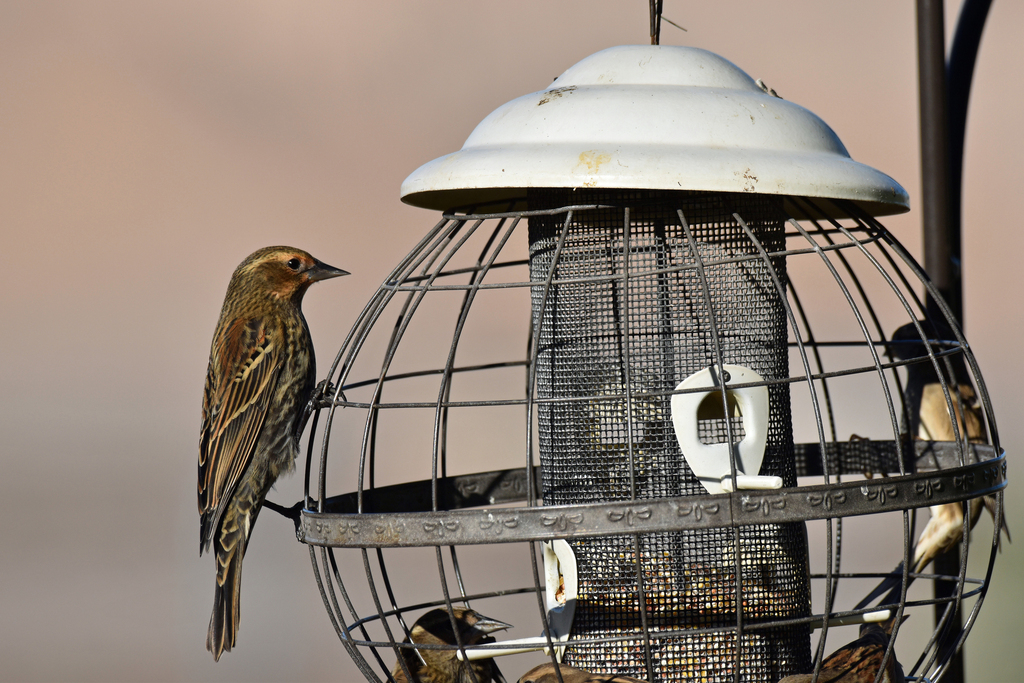 Red-winged Blackbird from Henderson Bird Viewing Preserve, East ...