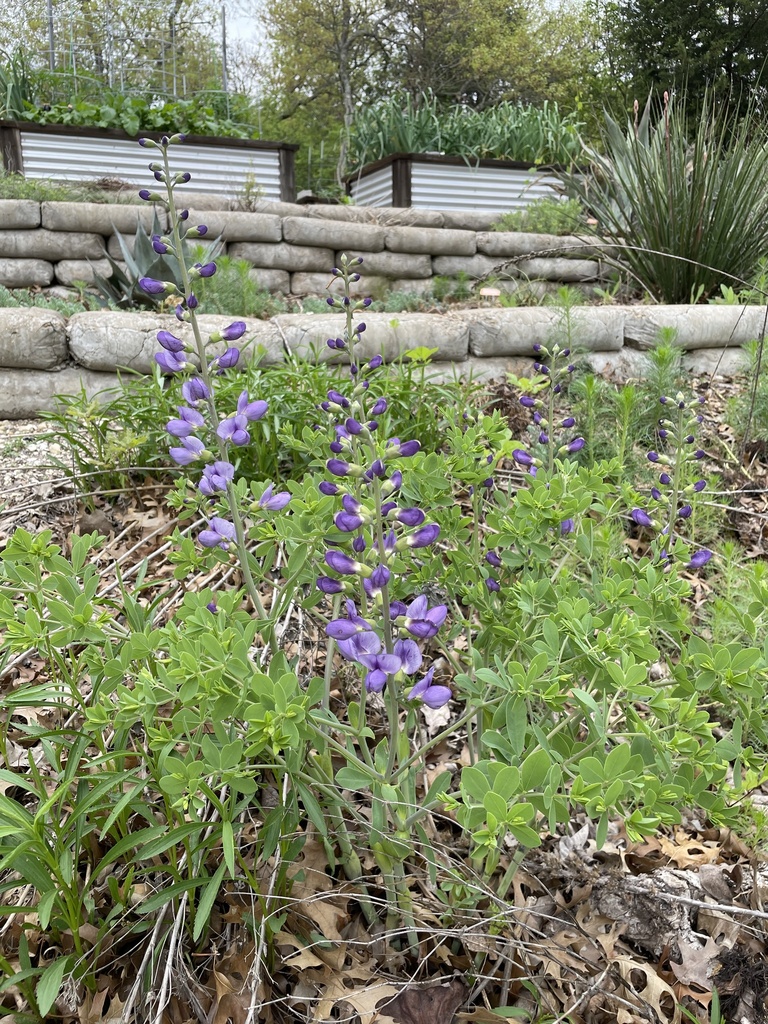 Blue False Indigo in April 2023 by Staci Jenkins · iNaturalist