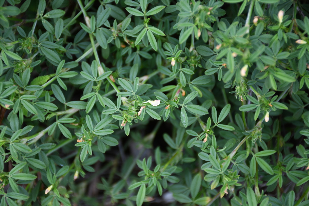 Caribbean Stylo from Salt River Beach, St Croix, USVI on November 8 ...