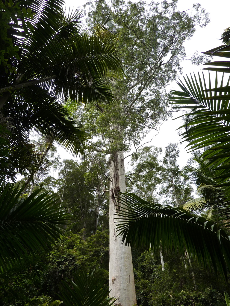 Flooded Gum from Boolambayte NSW 2423, Australia on March 15, 2011 at ...