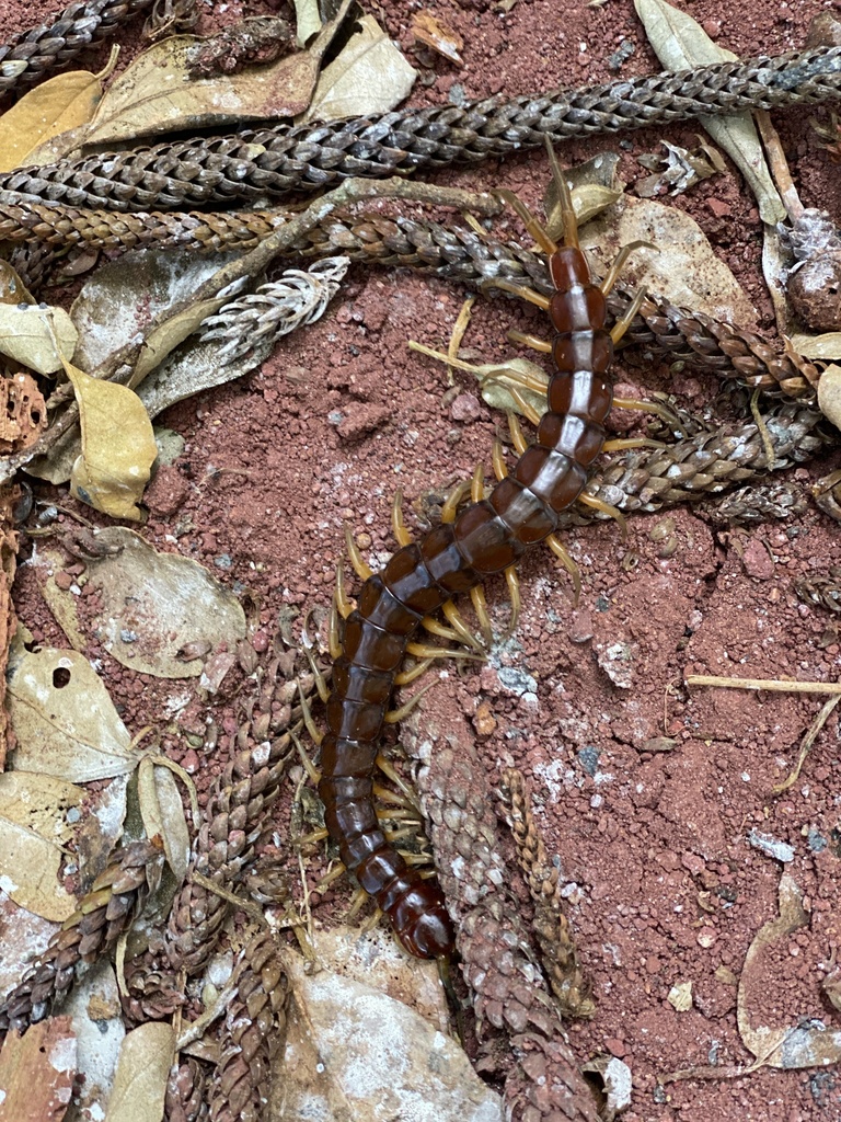 Phillip Island Centipede from Middlegate Road, Norfolk Island, NF on ...