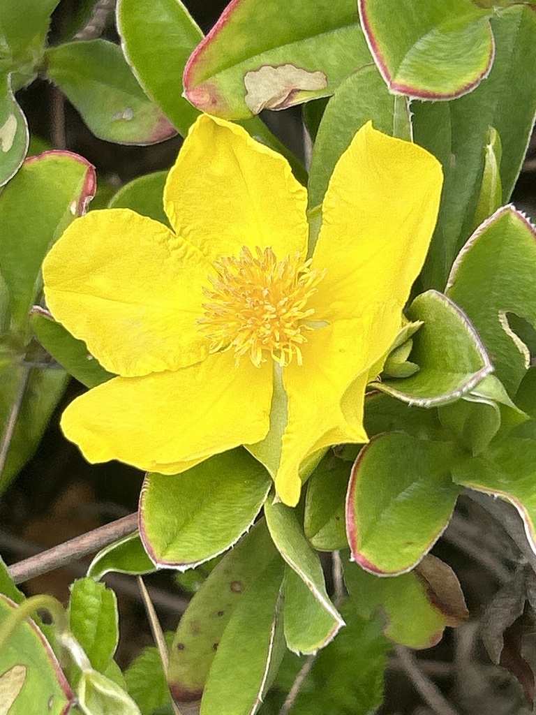 Climbing Guinea flower from Ocean Pde, Coffs Harbour, NSW, AU on November 26, 2023 at 11:16 AM ...