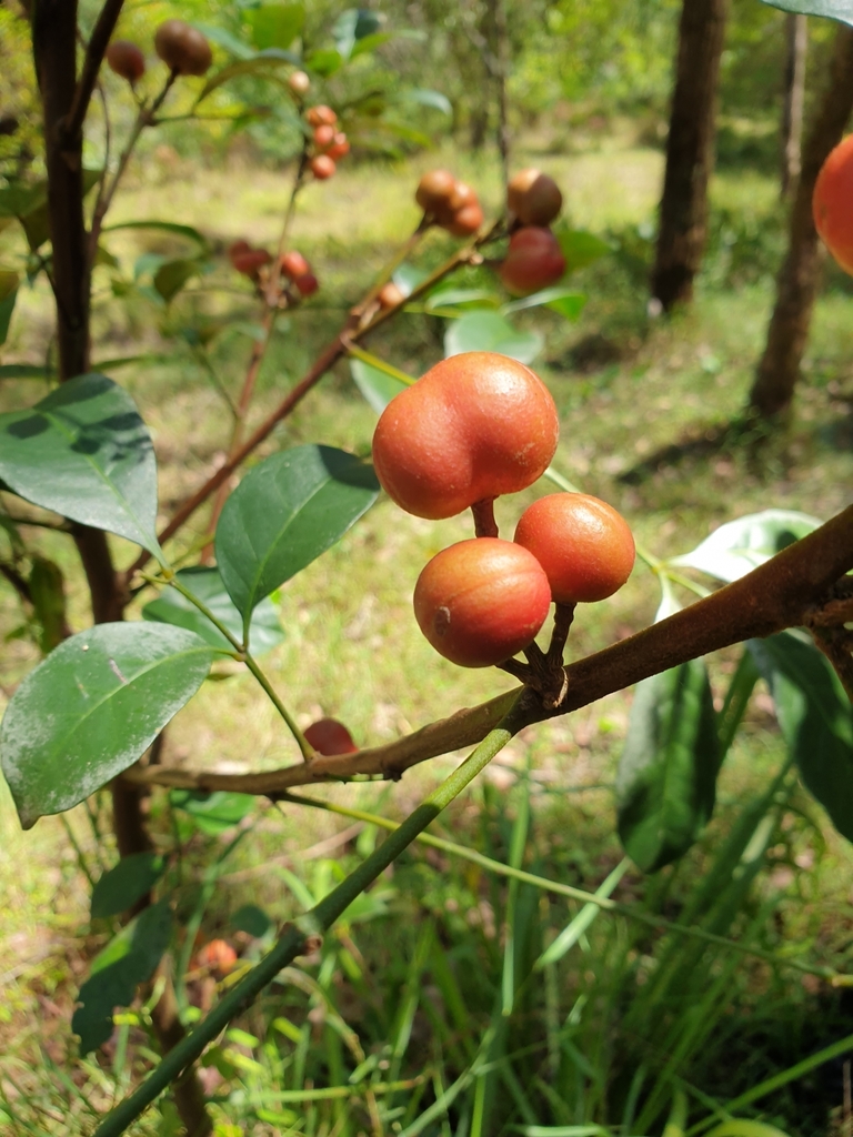 scentless rosewood from Hornsby NSW 2077, Australia on November 26 ...