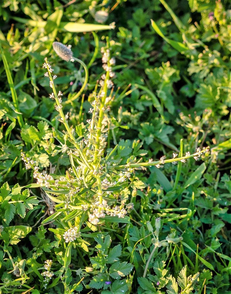 Lepidium spinosum from Gümbet, Turkey on March 23, 2019 at 07:00 PM by ...