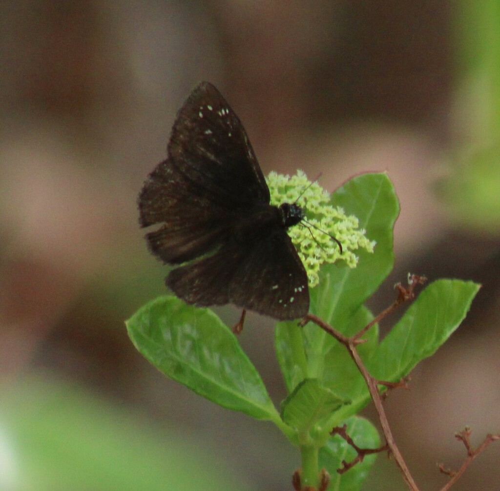 Florida Duskywing from Big Pine Key, FL 33043, USA on May 7, 2022 at 12 ...