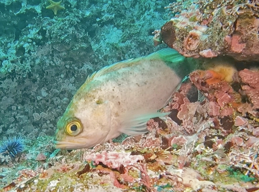 Rocote sargacero desde Monterey County, CA, USA el 18 de noviembre de ...