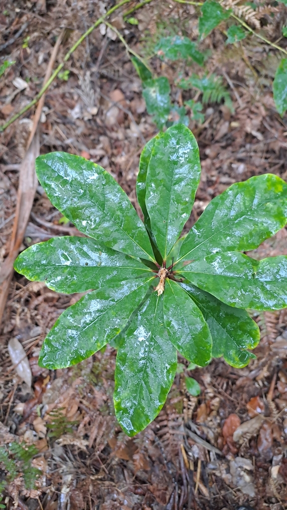 Rough-fruited Pittosporum from Karangi NSW 2450, Australia on November 25, 2023 at 04:28 PM by ...