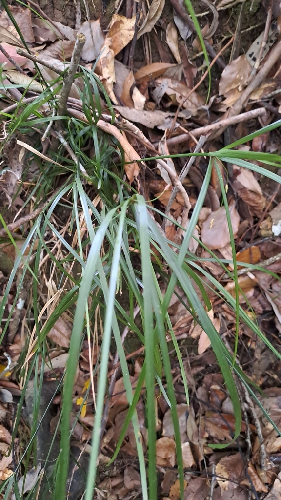 Monocots from Karangi NSW 2450, Australia on November 25, 2023 at 04:39 ...