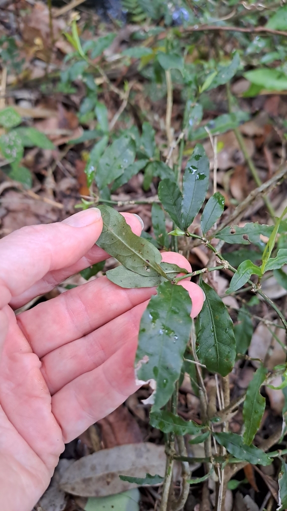 sweet morinda from Karangi NSW 2450, Australia on November 25, 2023 at 04:45 PM by coolduck ...