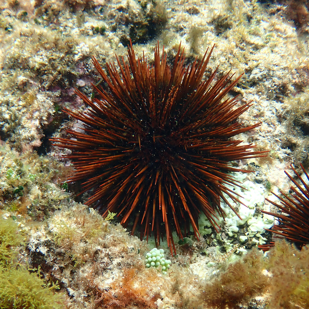 Red-tipped urchin from Emily Bay, Kingston 2899, Norfolk Island on ...