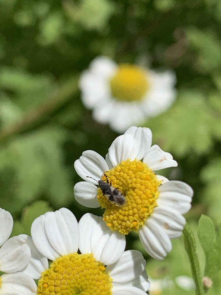 Scentless Plant Bugs in November 2023 by erinpoga · iNaturalist