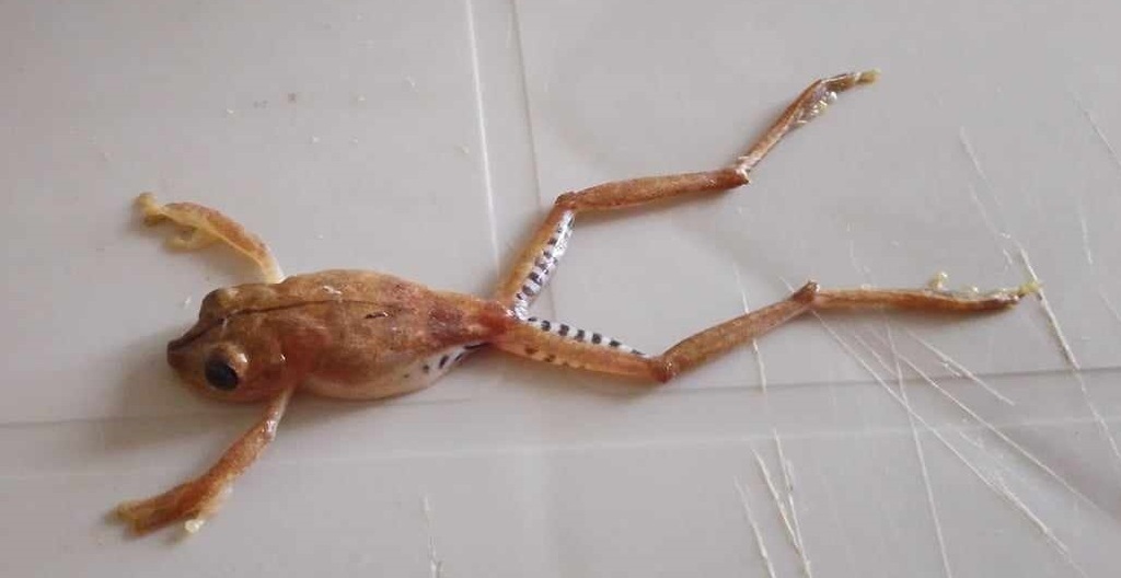 Convict Tree Frog from El Pangui, Ecuador on November 24, 2023 at 08:21 ...