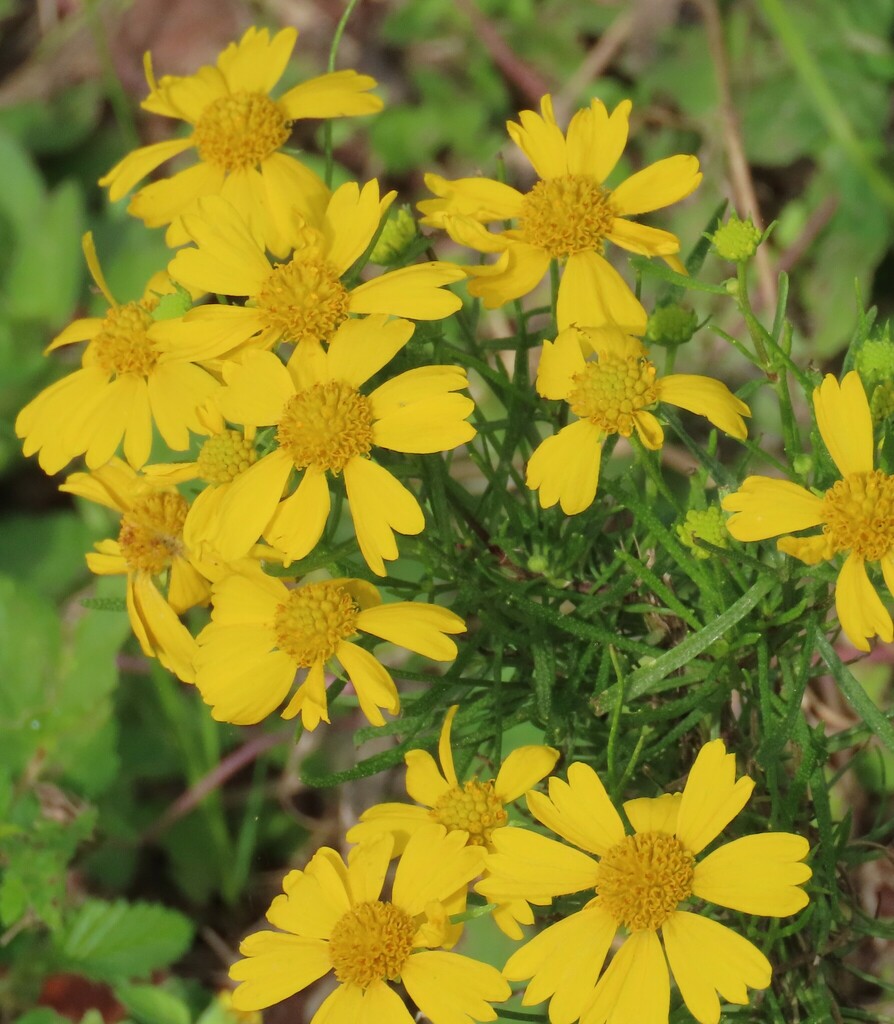Bitterweed from Fort Bend County, TX, USA on November 18, 2023 at 11:20 ...