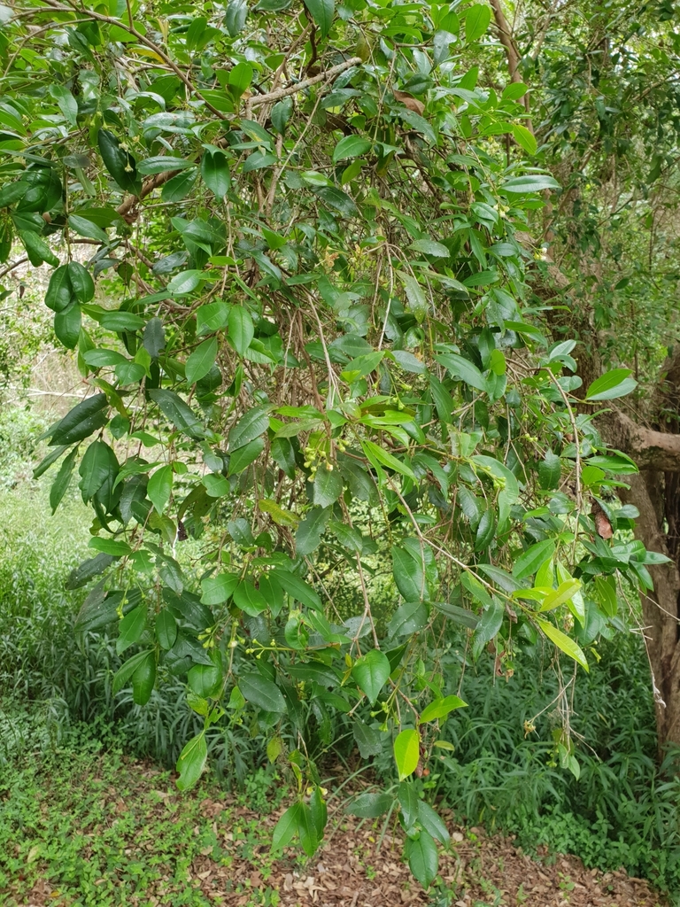 scrub cherry from Mount Crosby QLD 4306, Australia on November 26, 2023 ...