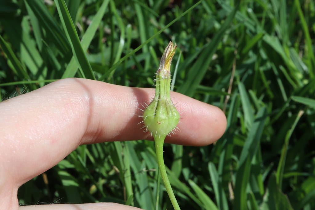 False Hawkbit from Sydney NSW, Australia on November 26, 2023 at 09:32 ...
