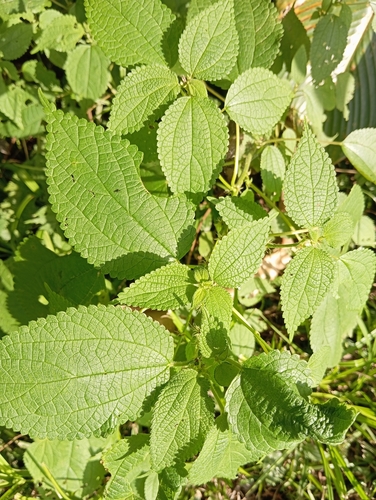 Phenax uliginosus · iNaturalist