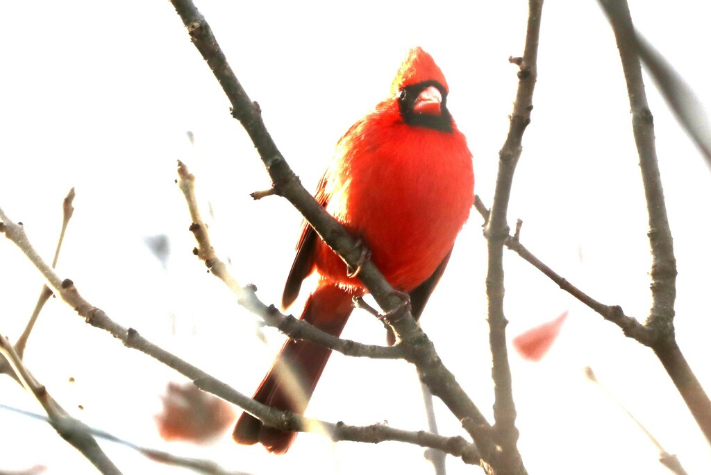 Northern Cardinal from Second Woods Park, St. Catharines, ON, Canada on ...