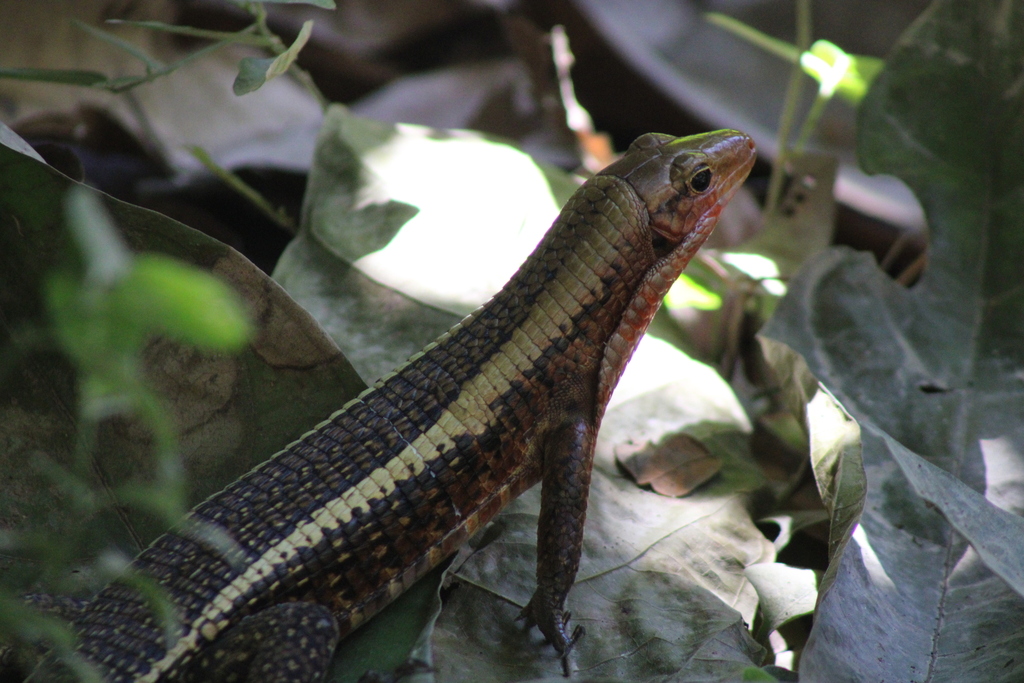 Western Girdled Lizard from Ambanja, Madagascar on July 13, 2023 at 01: ...