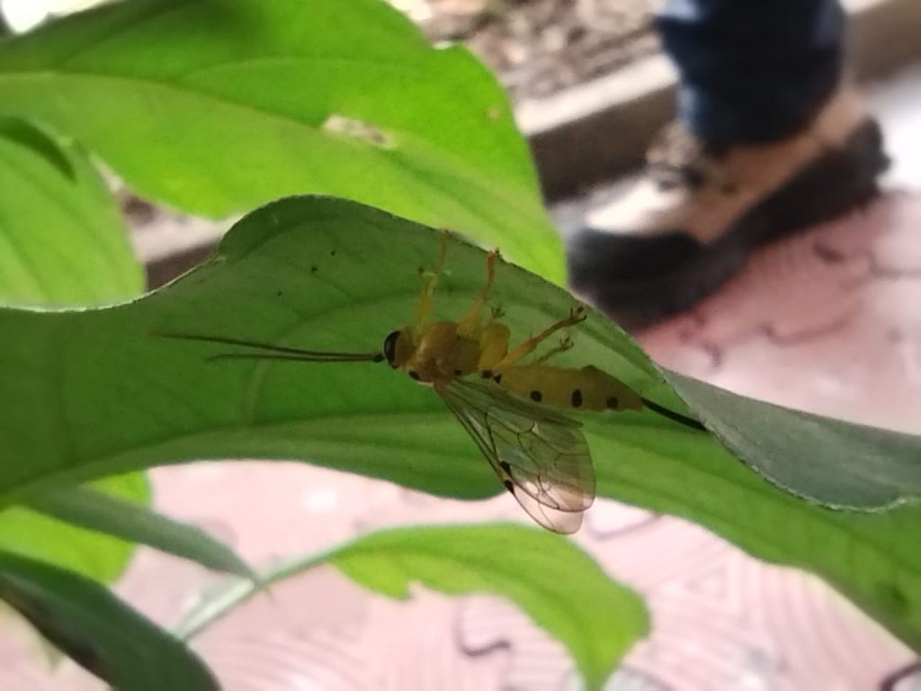 Xanthopimpla from Tara Devi Harakh Chand Kankaria Jain College ...