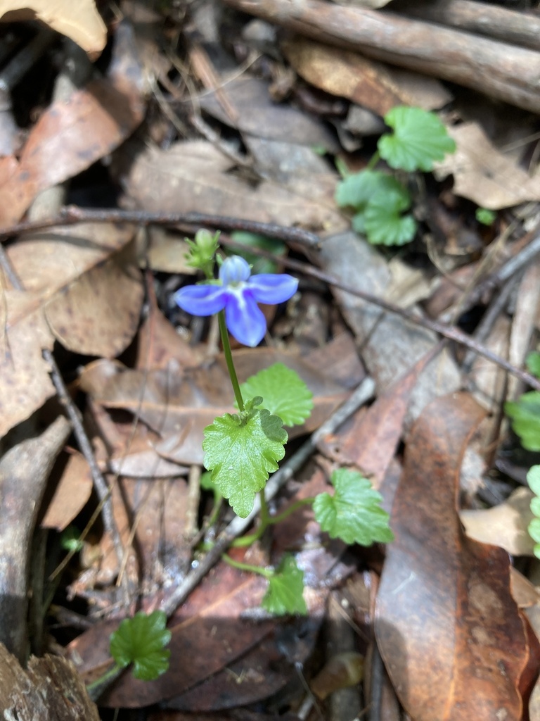 forest lobelia from Coramba Rd, Karangi, NSW, AU on November 26, 2023 ...