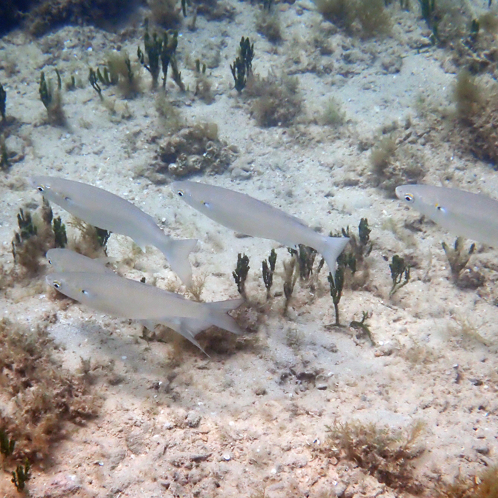 Sand Mullet from Emily Bay, Kingston 2899, Norfolk Island on November ...
