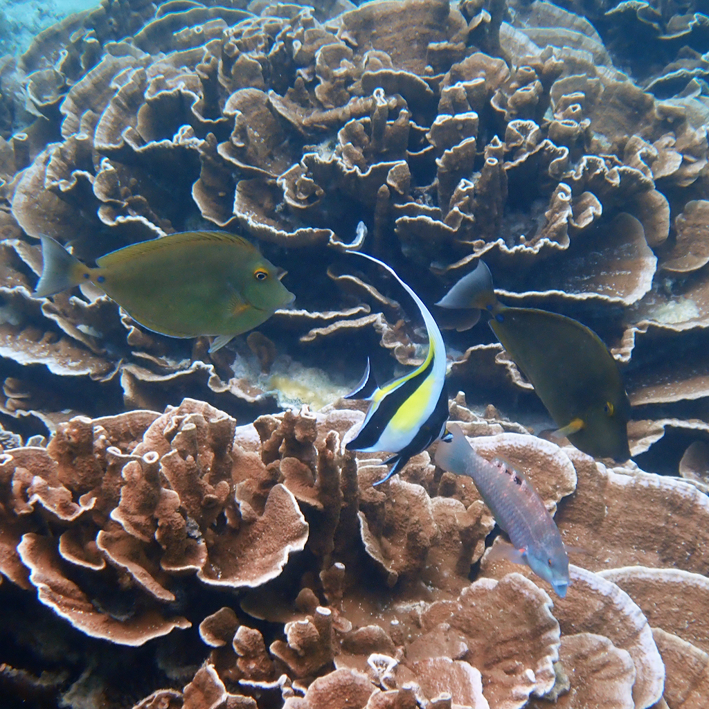Luculent Wrasse from Emily Bay, Kingston 2899, Norfolk Island on ...