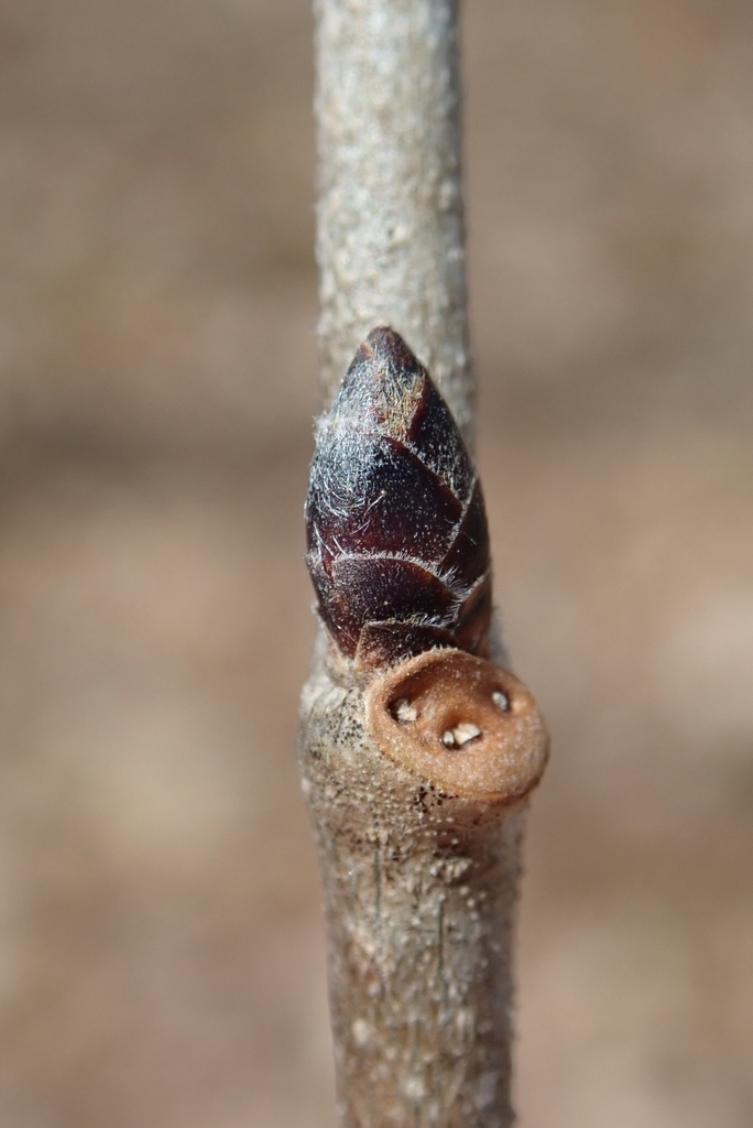 elm family (Ulmaceae) - Botanical Realm