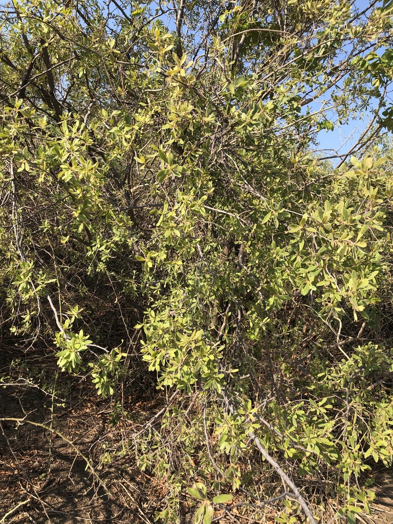 Bluebush on November 25, 2023 at 03:58 PM by artheans · iNaturalist