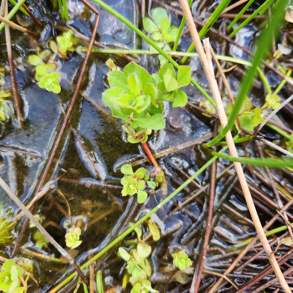 vascular plants from Badja NSW 2630, Australia on November 26, 2023 at ...