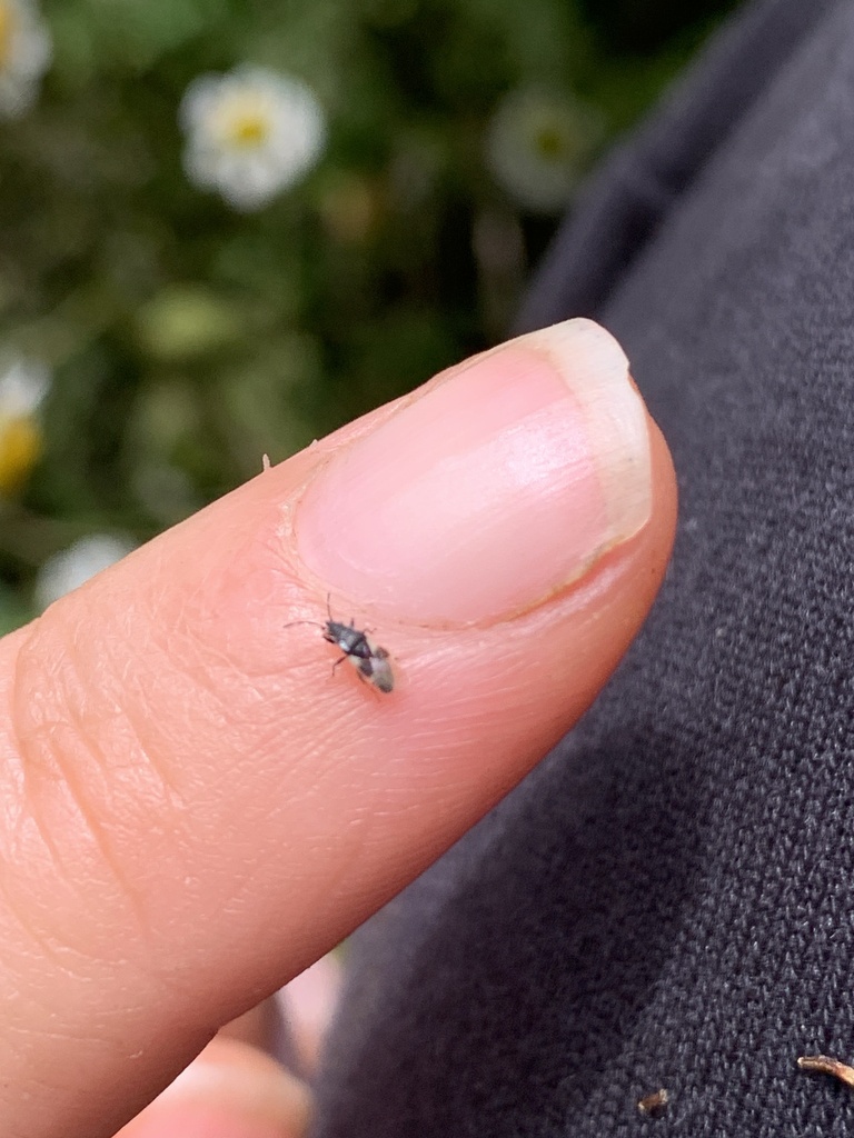 Winged and Once-winged Insects in November 2023 by erinpoga · iNaturalist