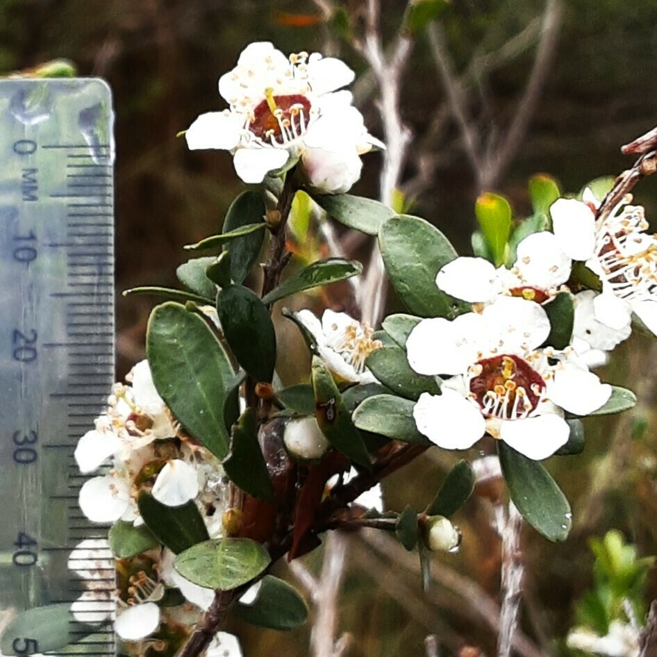 Paperbark Tea Tree from Mount Werong NSW 2787, Australia on November 24 ...
