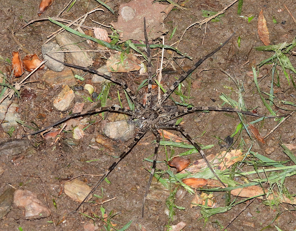 Megadolomedes trux from Wightman Reserve, Arana Hills, Brisbane QLD ...