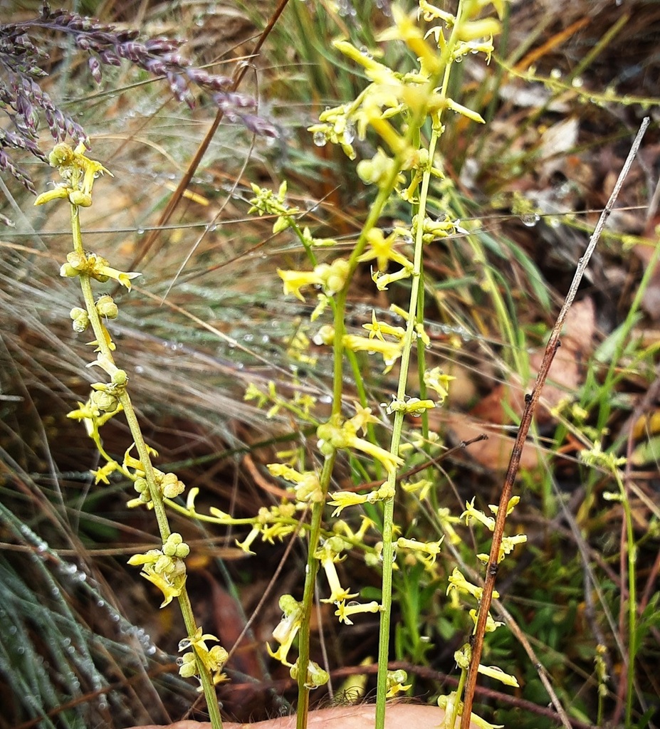 Yellow Stackhousia from Mount Werong NSW 2787, Australia on November 24 ...