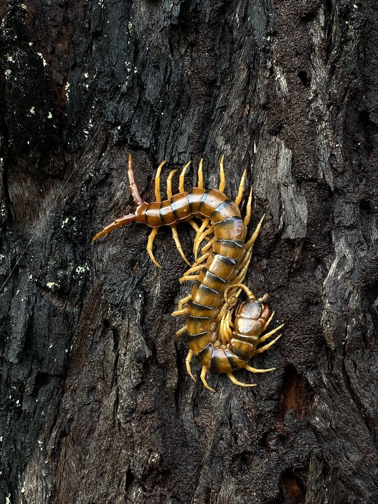 Australasian Giant Centipede from North Stradbroke Island QLD 4183 ...