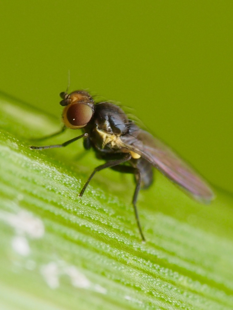 Flies from North Island, Kaeo, Northland, NZ on November 25, 2023 at 04 ...