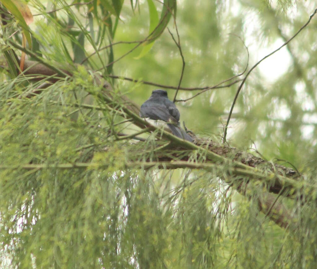 Satin Flycatcher from Little River VIC 3211, Australia on November 24 ...