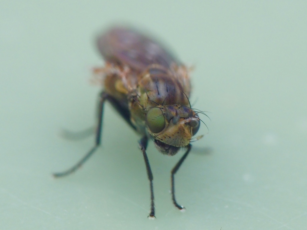 Neoscatella from North Island, Kaeo, Northland, NZ on November 25, 2023 ...