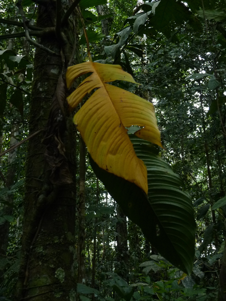 Rhodospatha from Manú Province, Peru on August 12, 2017 at 04:00 PM by ...